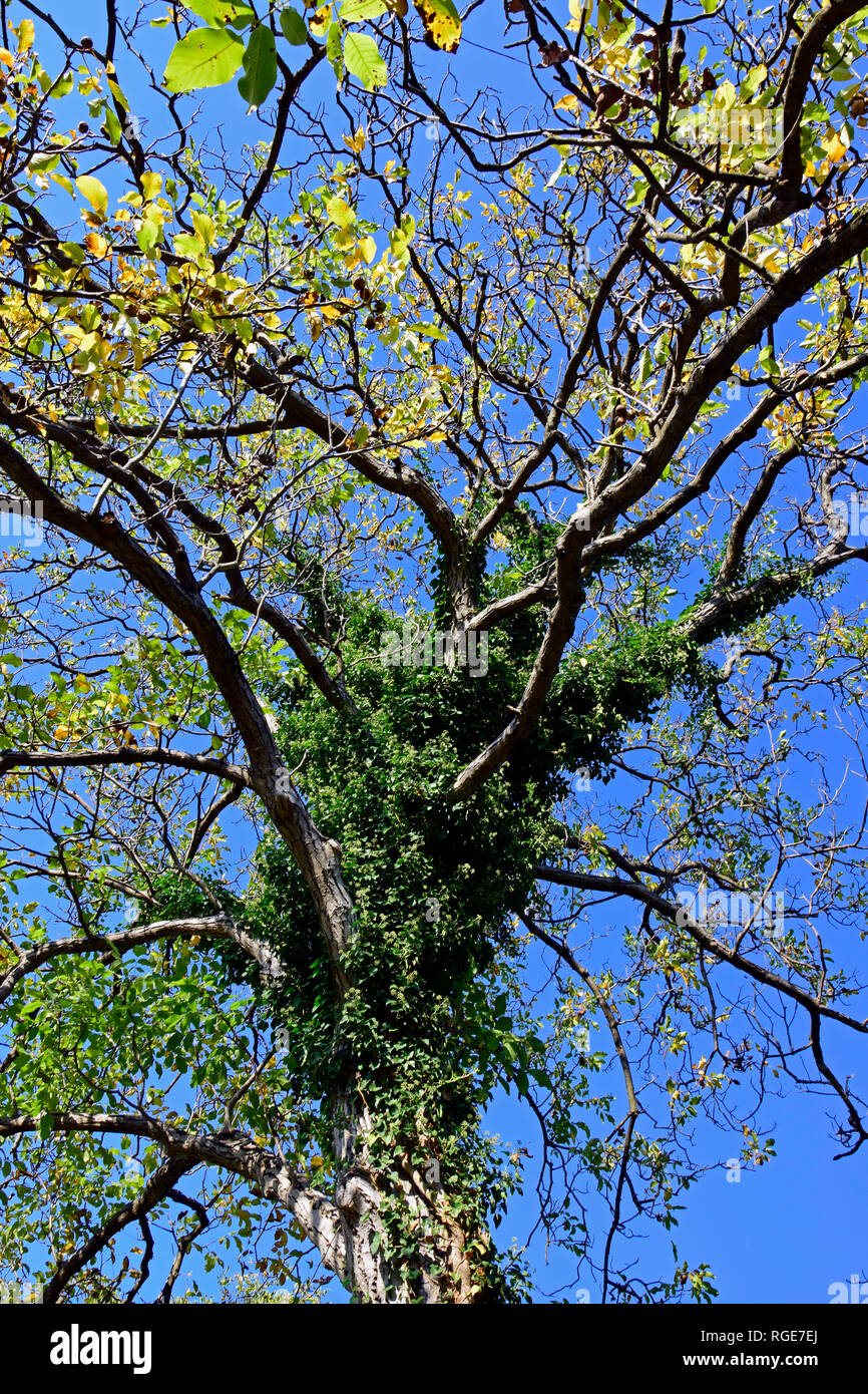 Walnut tree autumn hi-res stock photography and images - Alamy