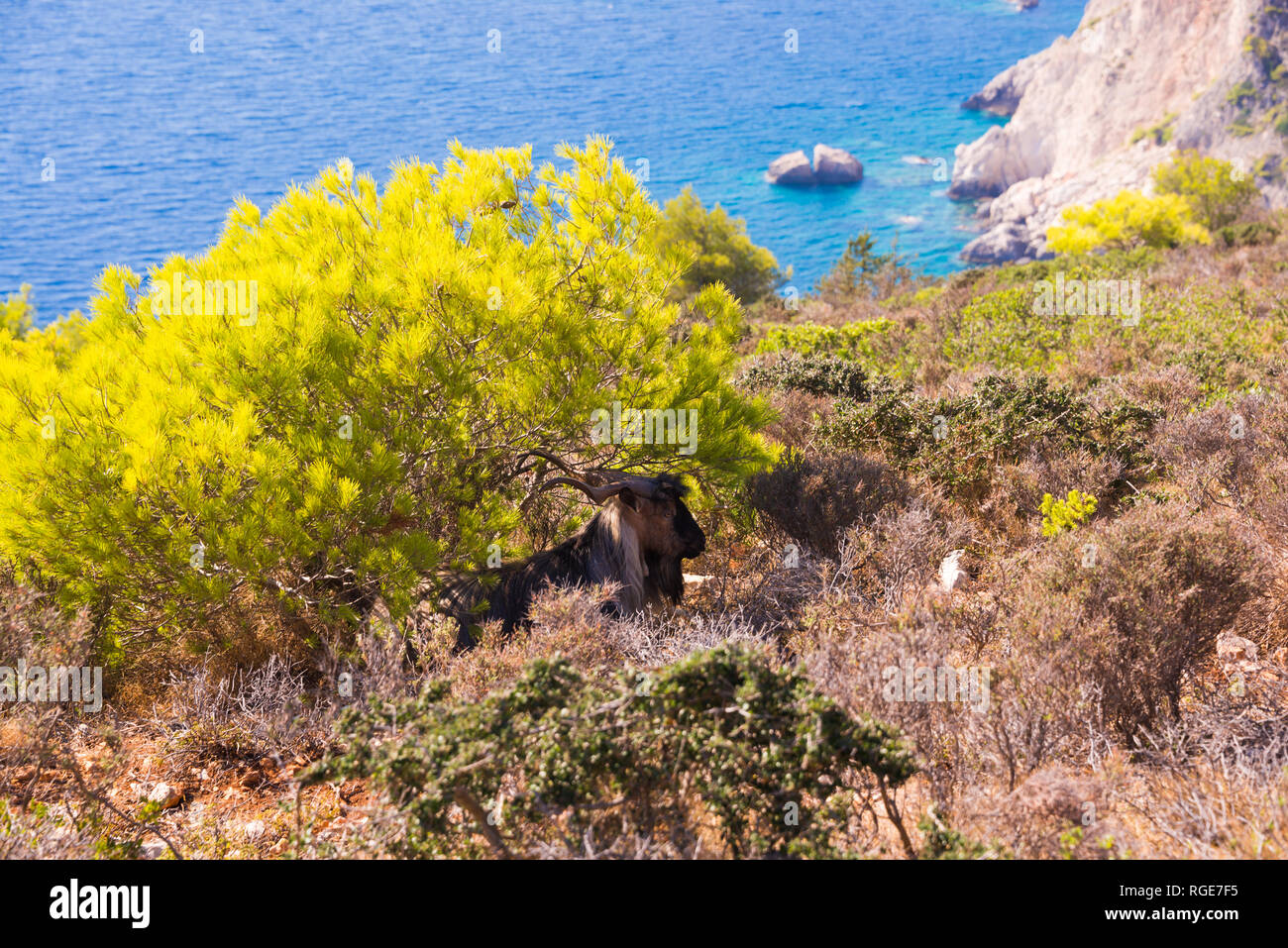 wild goat in costal landscape, greek coast in summer Stock Photo - Alamy
