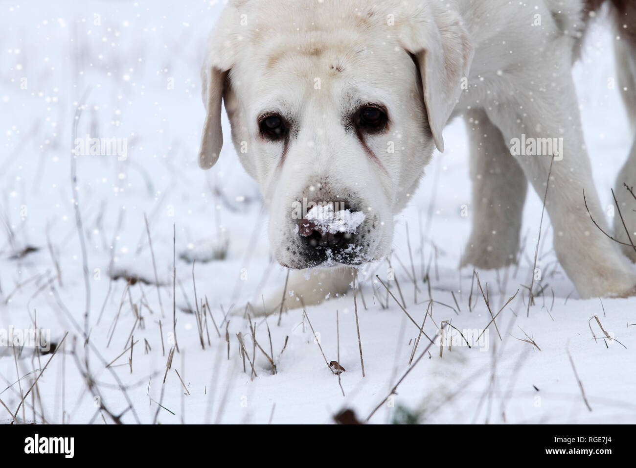 Labrador in winter hi-res stock photography and images - Alamy