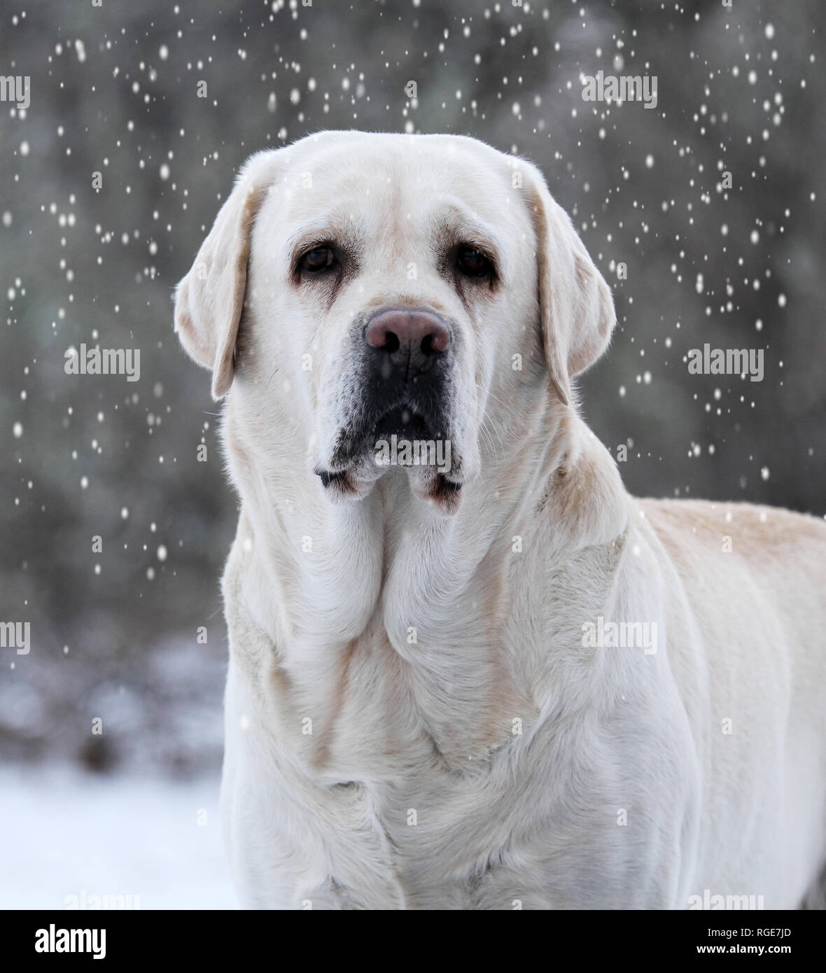 Labrador in winter hi-res stock photography and images - Alamy
