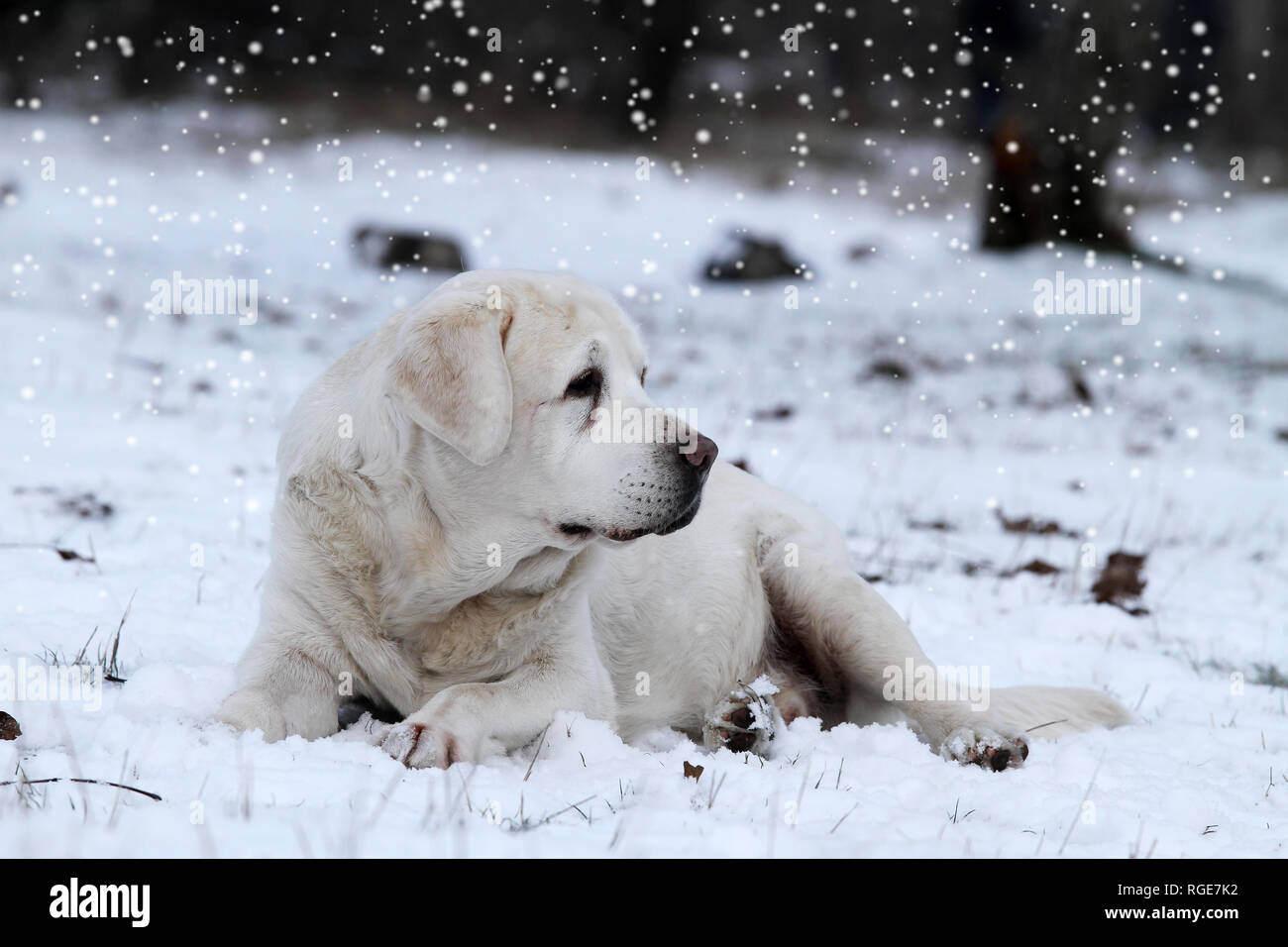 Labrador in winter hi-res stock photography and images - Alamy