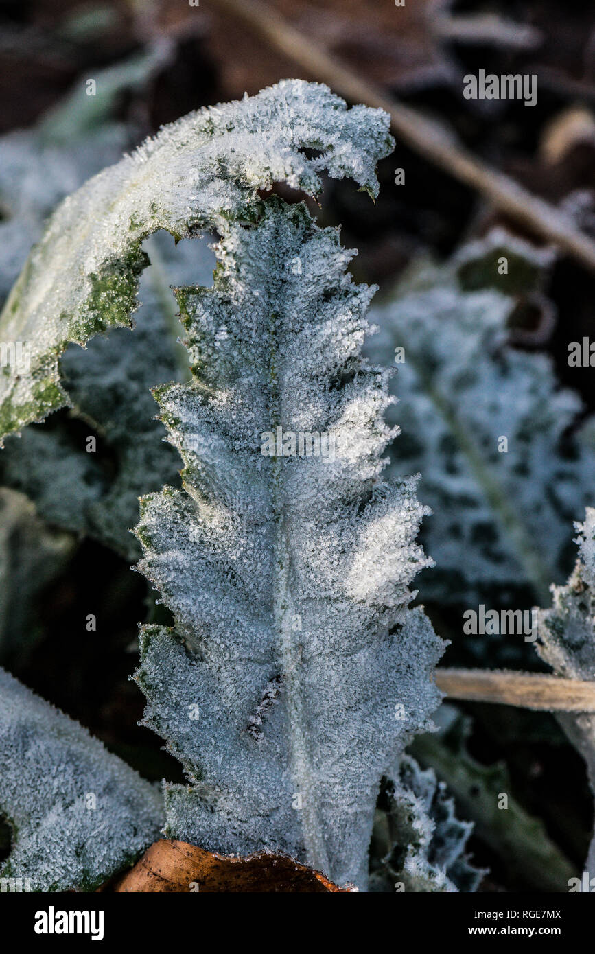A leaf covered in a hard frost Stock Photo - Alamy