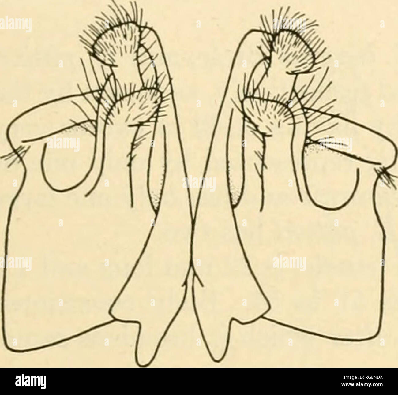 Striate area hi-res stock photography and images - Alamy