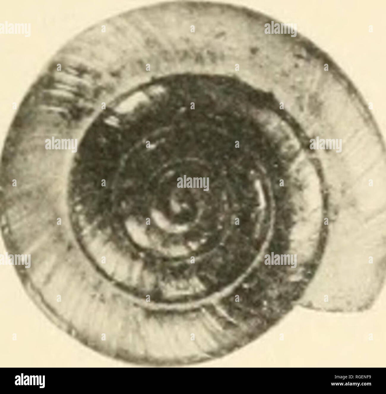 . Bulletin of the Museum of Comparative Zoology at Harvard College ...