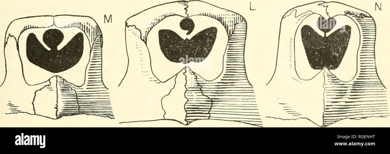 Testudinids hi-res stock photography and images - Alamy