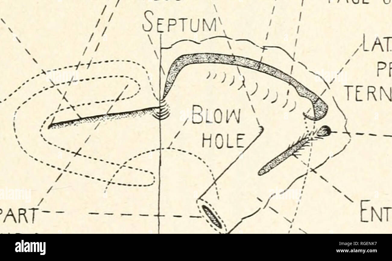 Lip plugs hi-res stock photography and images - Alamy