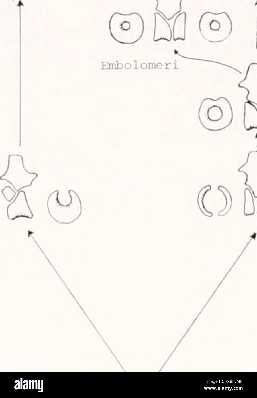 Labyrinthodont hi-res stock photography and images - Alamy