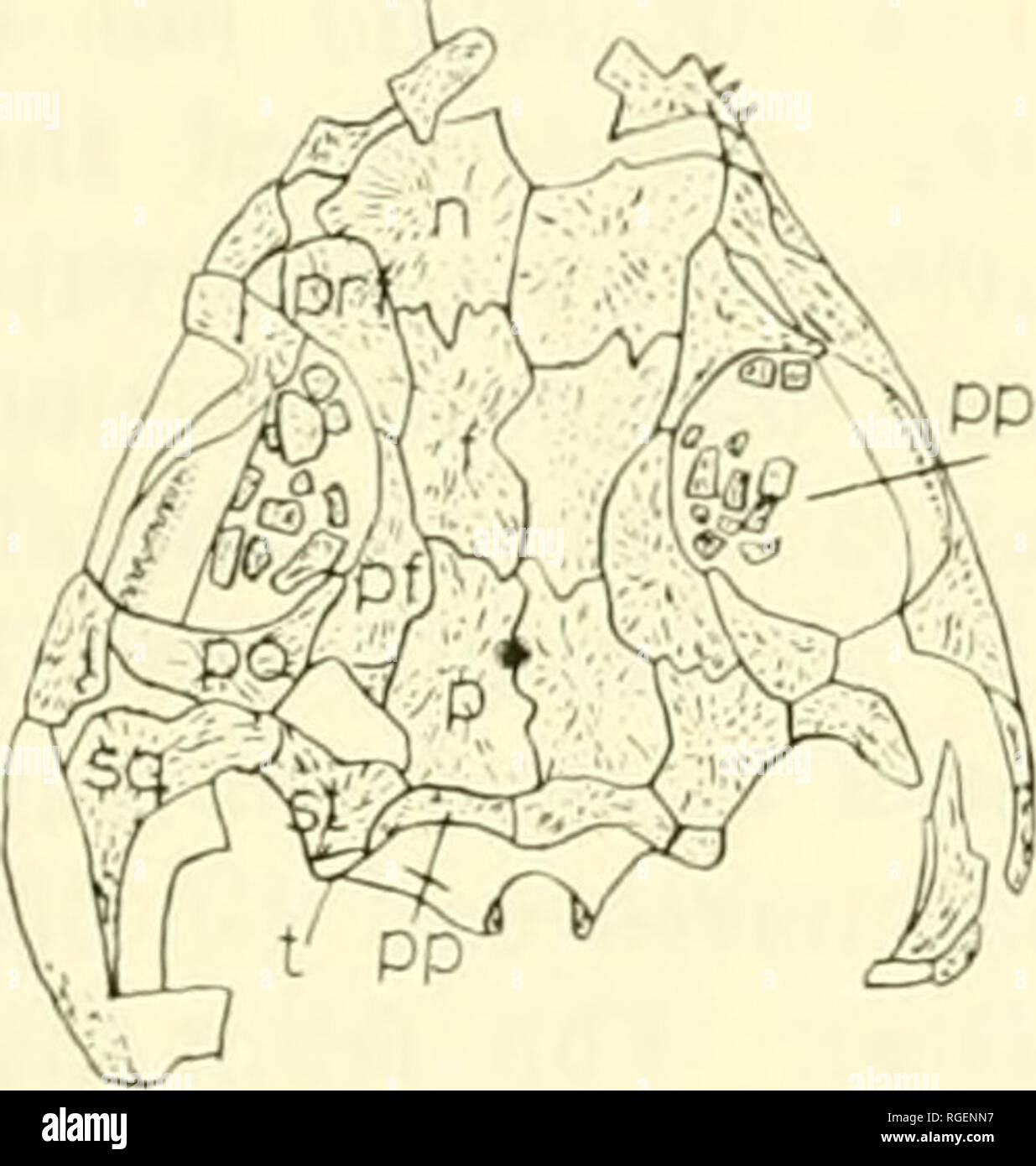 . Bulletin of the Museum of Comparative Zoology at Harvard College ...