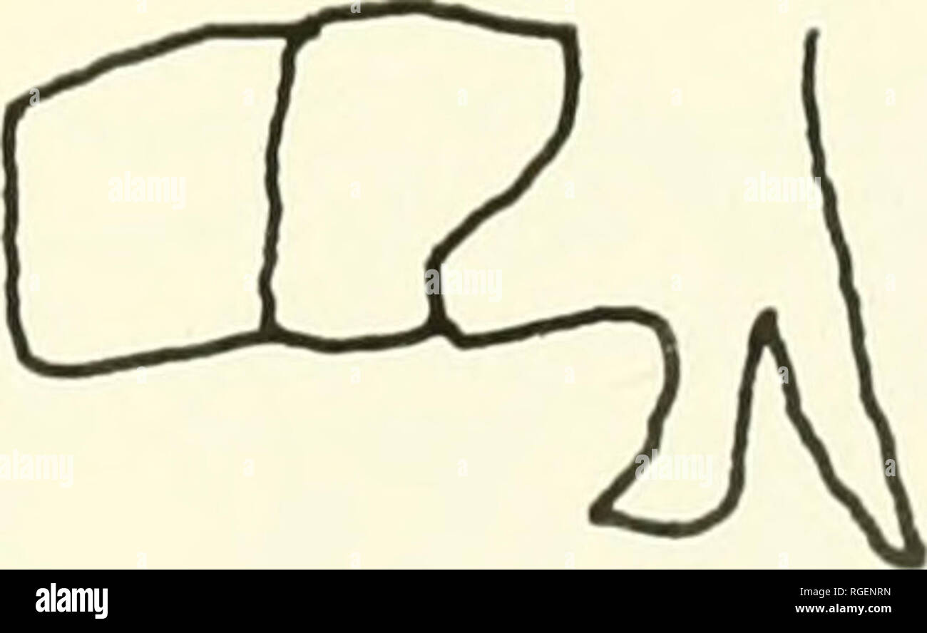 Preopercular spine hi-res stock photography and images - Alamy