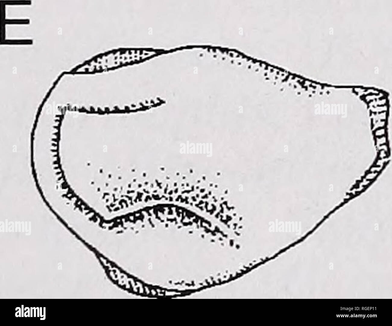 Dermophis mexicanus hi-res stock photography and images - Alamy