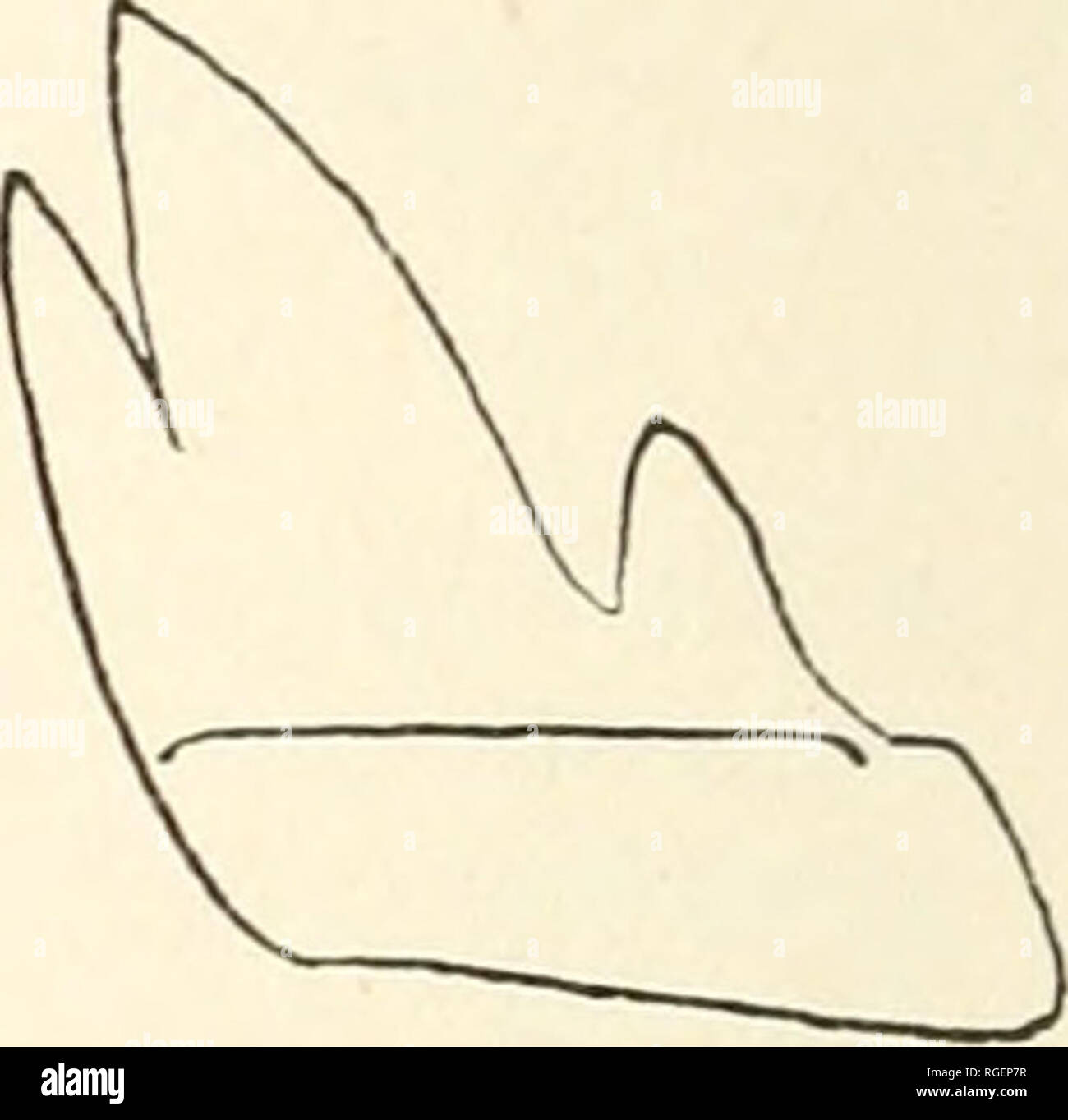 . Bulletin of the Museum of Comparative Zoology at Harvard College ...