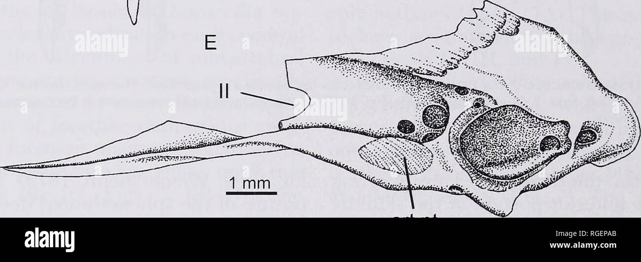 Ichthyophis hi-res stock photography and images - Alamy