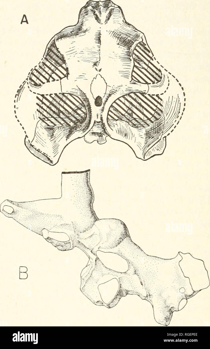 Endocranial cast hi-res stock photography and images - Alamy