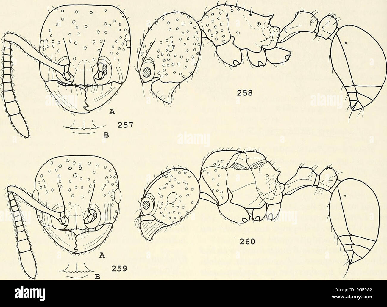 526 teeth hi-res stock photography and images - Alamy