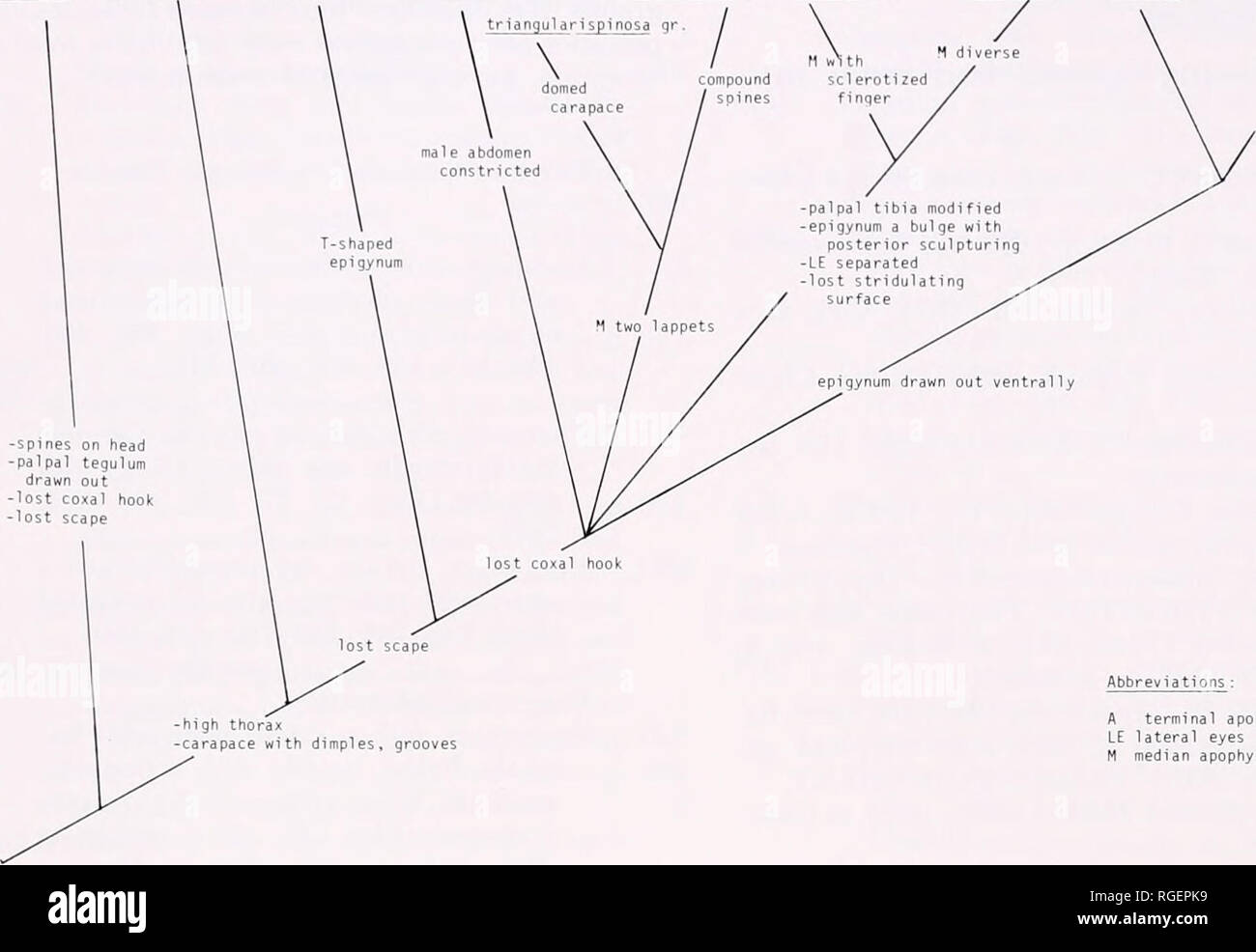 Cladogram hi-res stock photography and images - Alamy