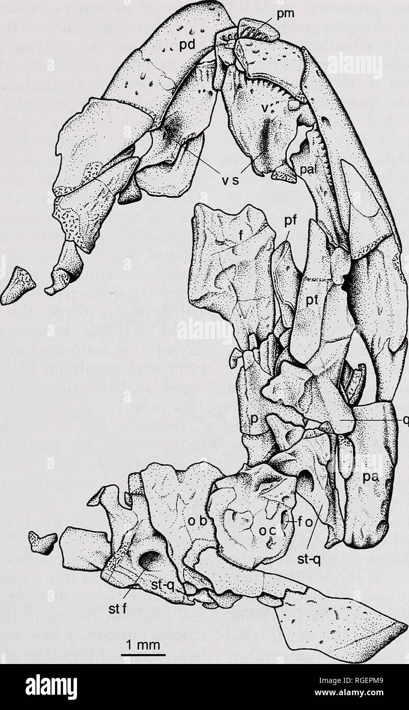 Dermophis mexicanus hi-res stock photography and images - Alamy