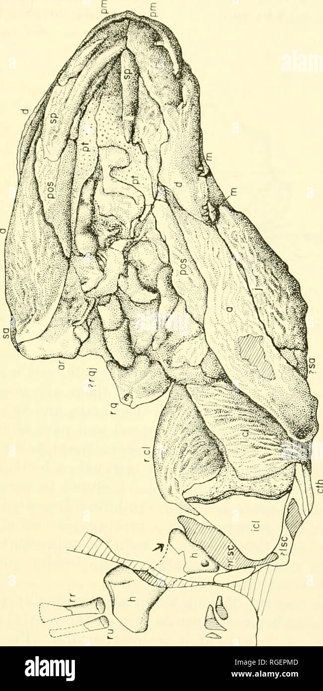 Labyrinthodont hi-res stock photography and images - Alamy