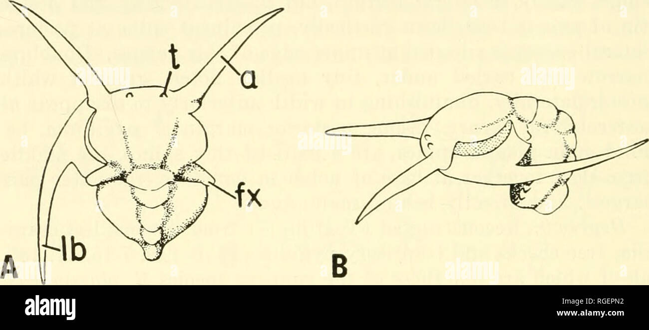 Convex cheeks hi-res stock photography and images - Alamy