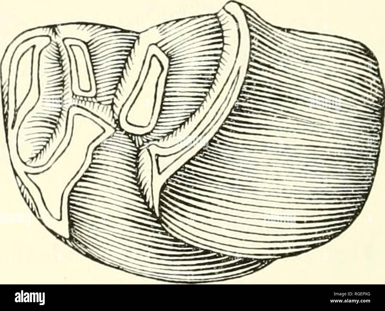 . Bulletin of the Museum of Comparative Zoology at Harvard College ...
