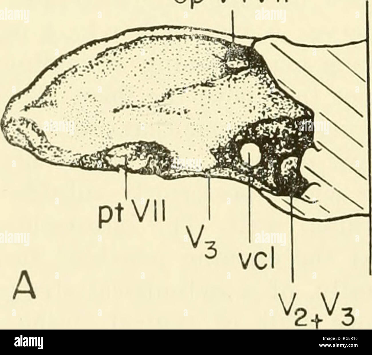 . Bulletin of the Museum of Comparative Zoology at Harvard College ...