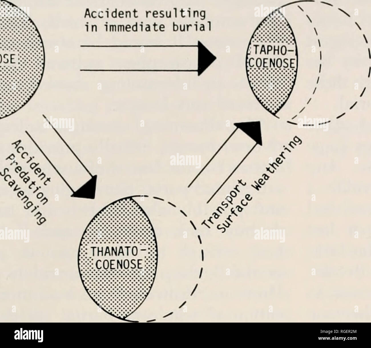 Mineralization processes hi-res stock photography and images - Alamy