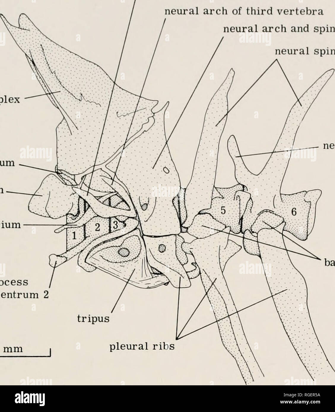 . Bulletin of the Museum of Comparative Zoology at Harvard College ...