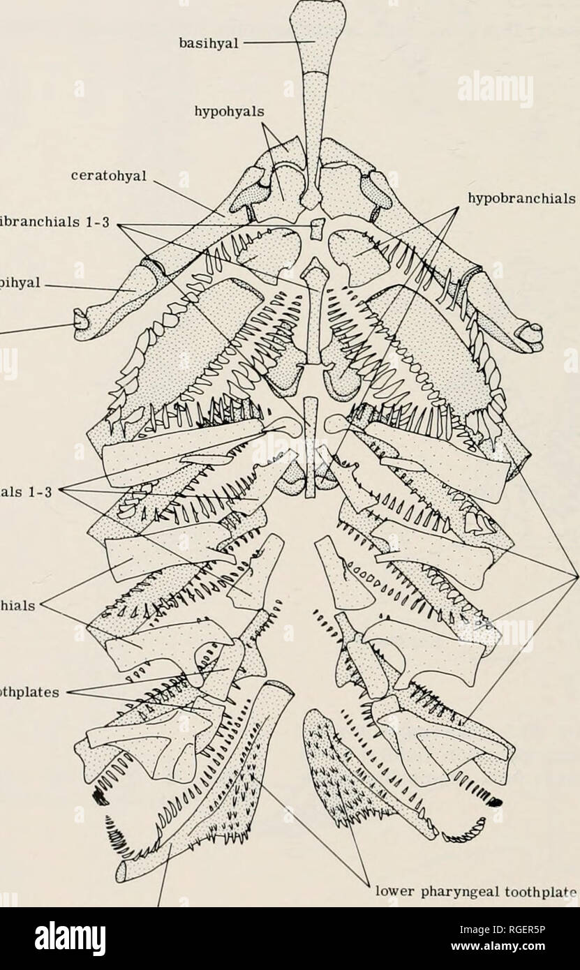 . Bulletin of the Museum of Comparative Zoology at Harvard College ...