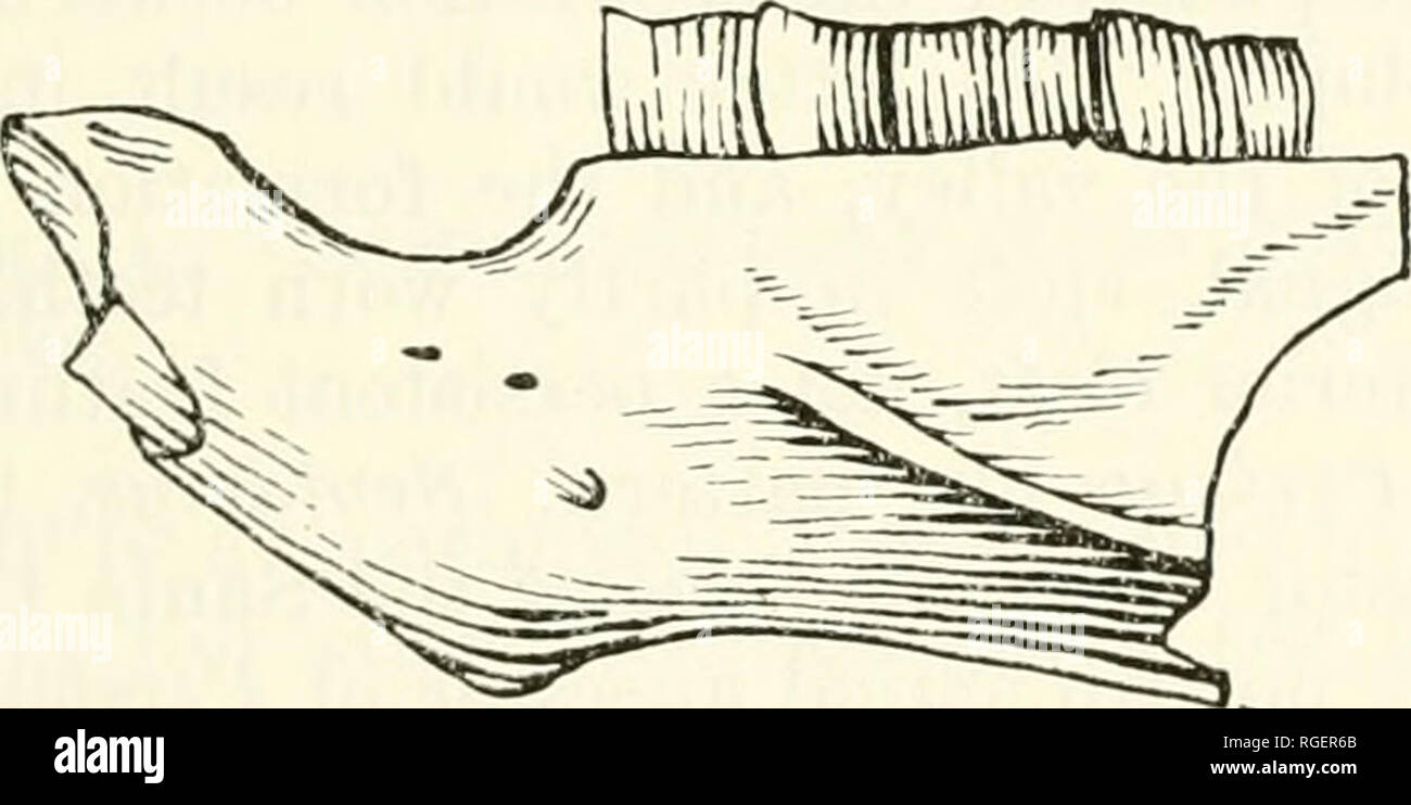 . Bulletin of the Museum of Comparative Zoology at Harvard College ...