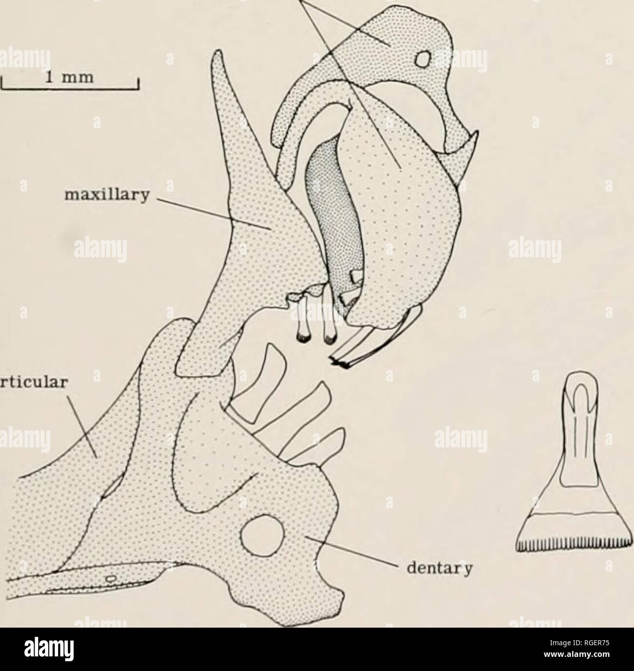 . Bulletin of the Museum of Comparative Zoology at Harvard College ...
