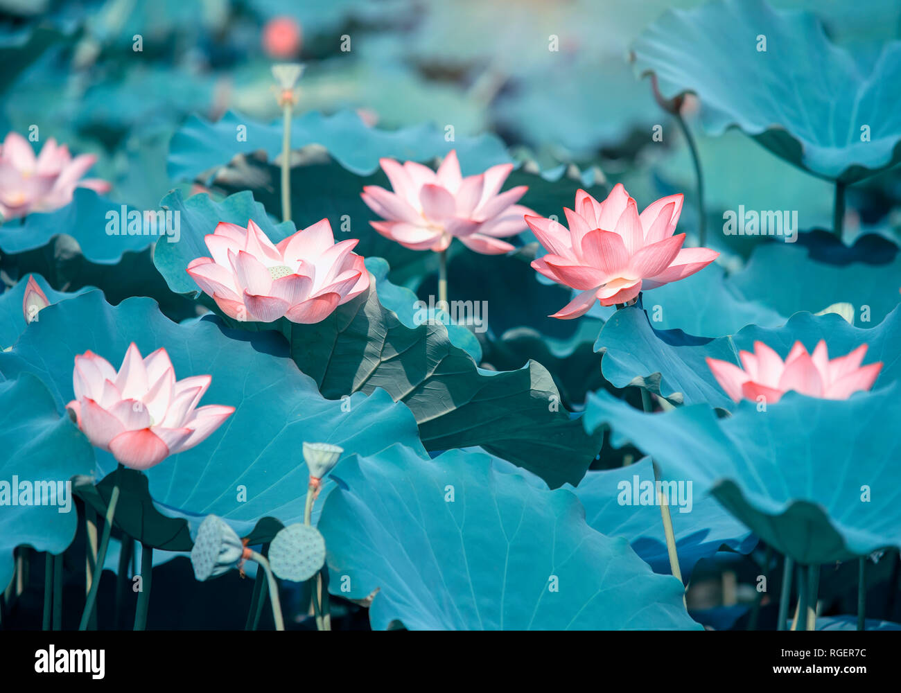 blooming lotus flower Stock Photo - Alamy