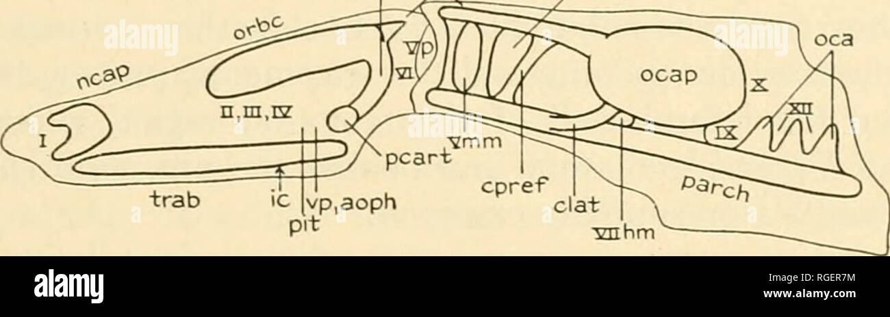 . Bulletin of the Museum of Comparative Zoology at Harvard College ...