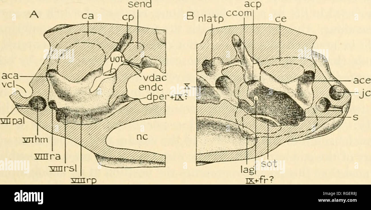 Crus commune hi-res stock photography and images - Alamy