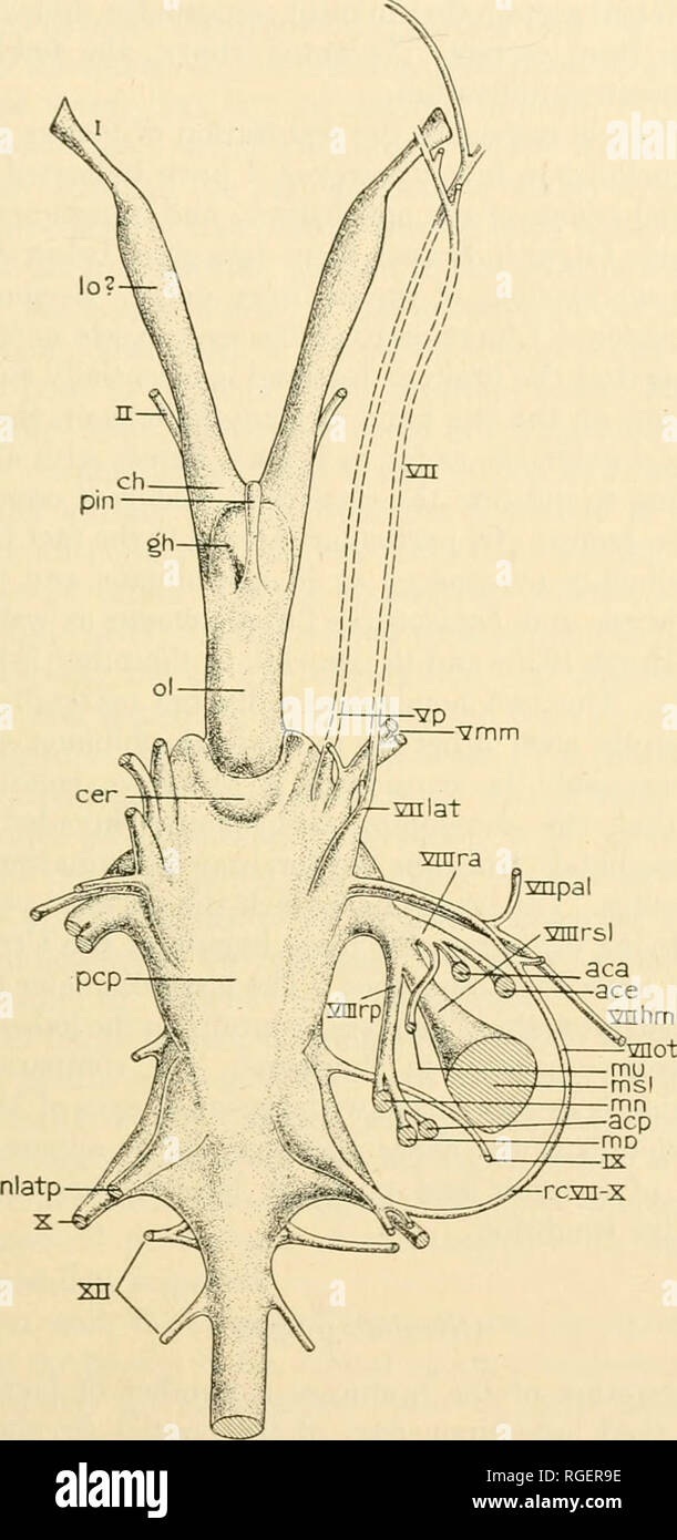 . Bulletin of the Museum of Comparative Zoology at Harvard College ...
