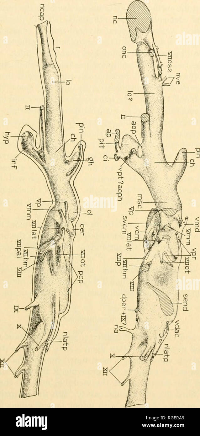 Otic capsule hi-res stock photography and images - Alamy