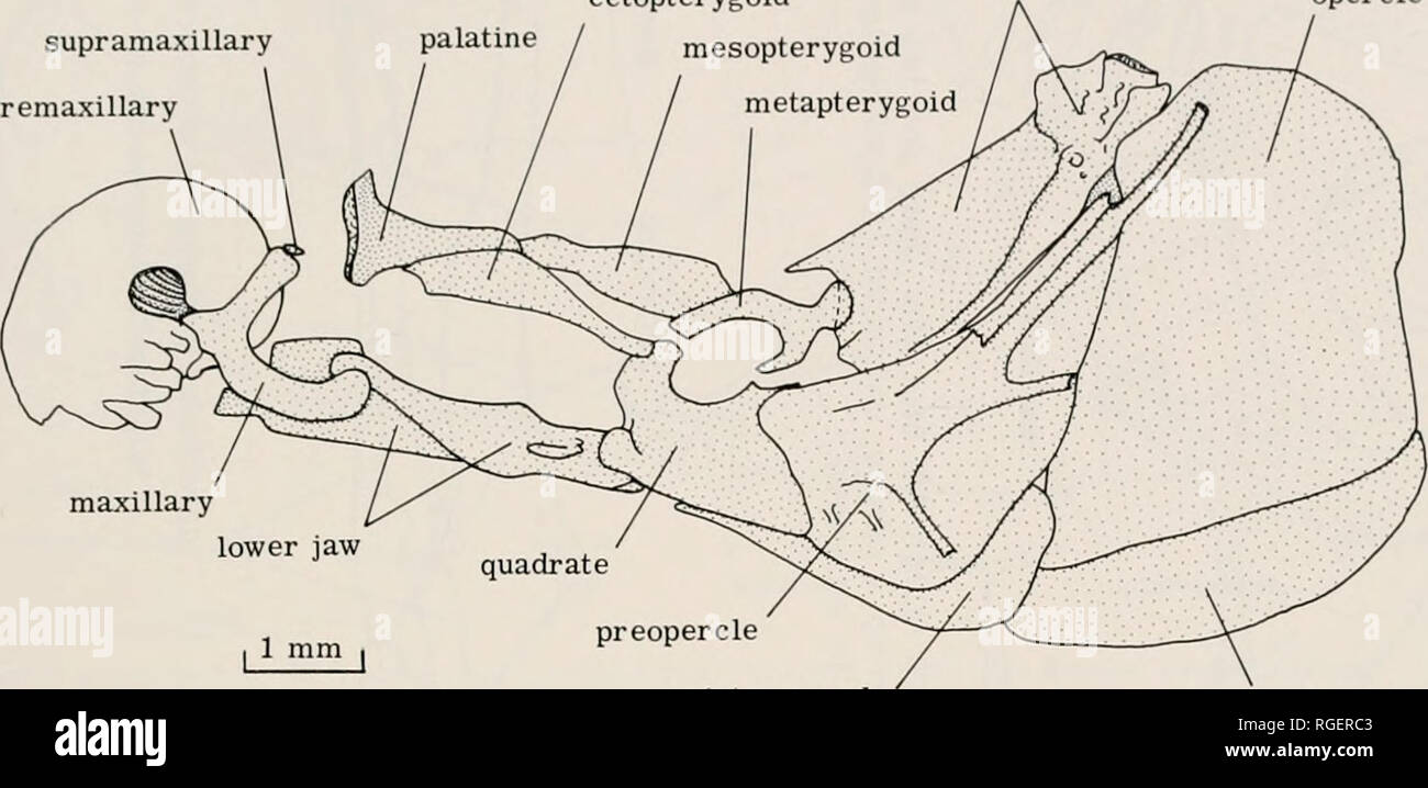 . Bulletin of the Museum of Comparative Zoology at Harvard College ...
