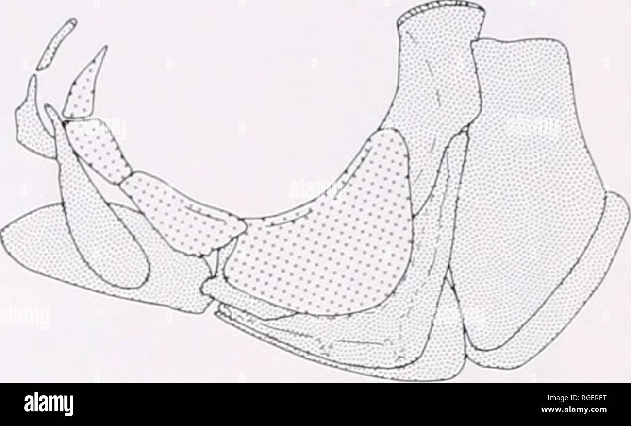 Perforated fin hi-res stock photography and images - Alamy