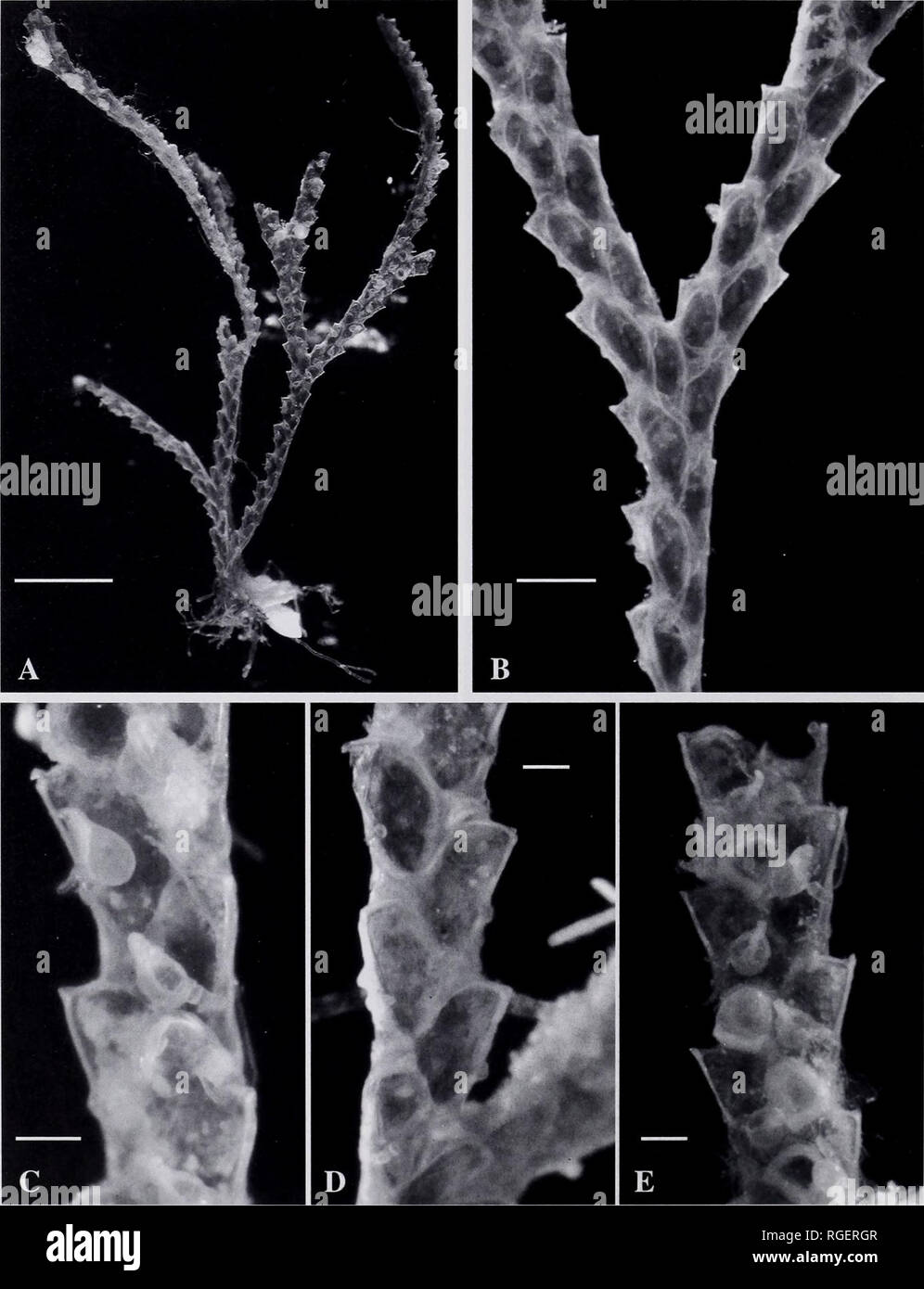 Bugula robusta hi-res stock photography and images - Alamy