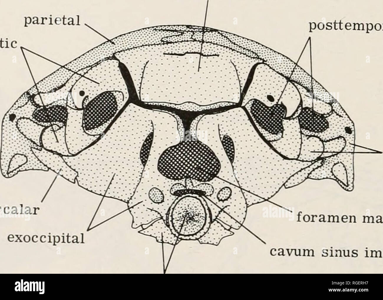 Intercalar hi-res stock photography and images - Alamy