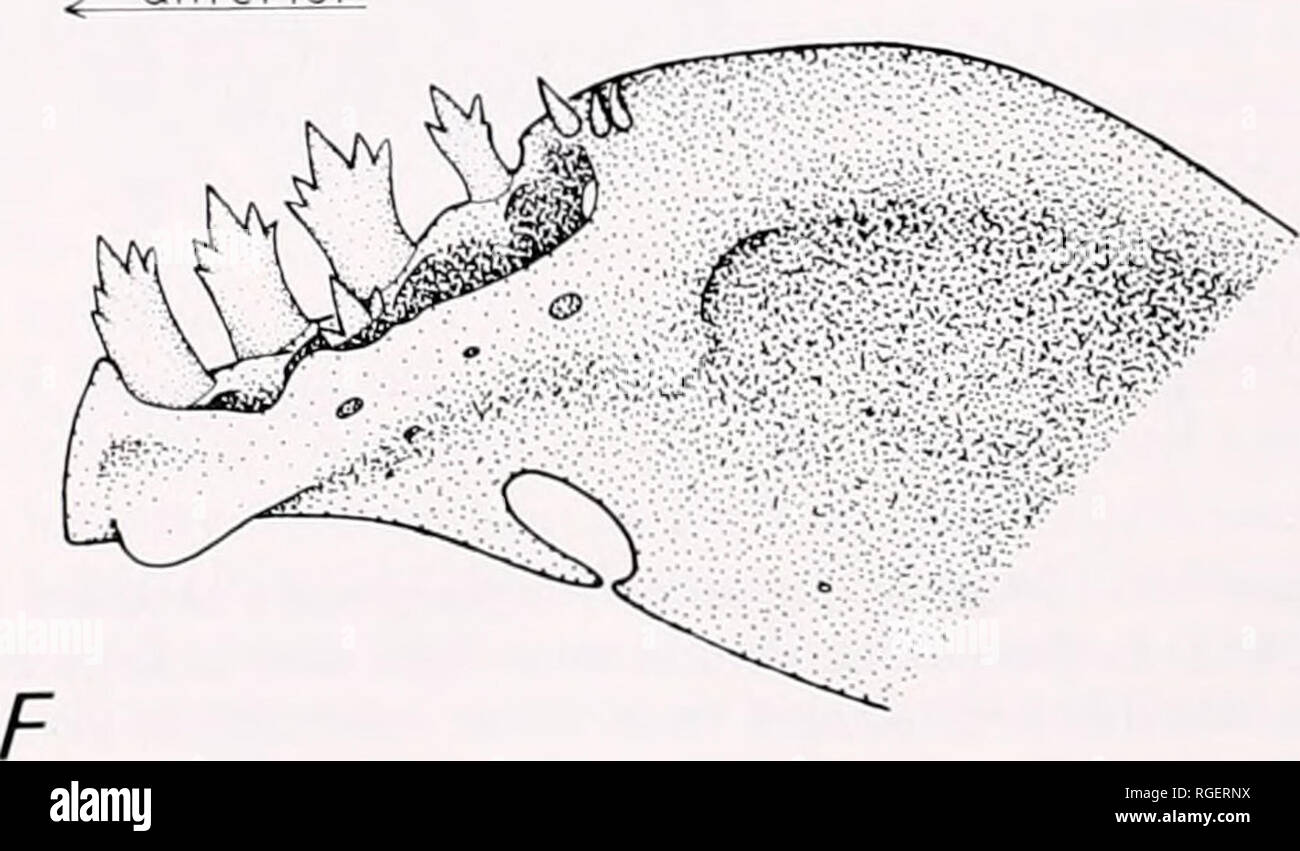 . Bulletin of the Museum of Comparative Zoology at Harvard College ...