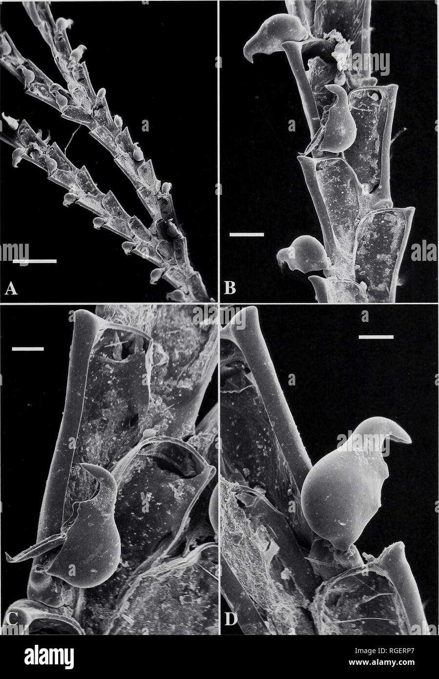 Bugula robusta hi-res stock photography and images - Alamy