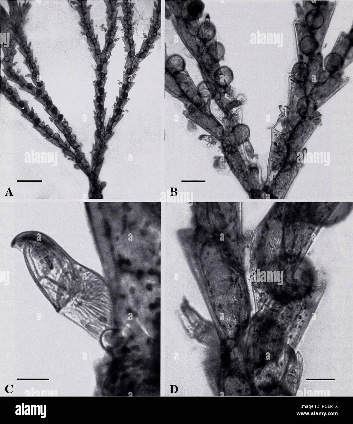 . Bulletin of the Museum of Comparative Zoology at Harvard College ...