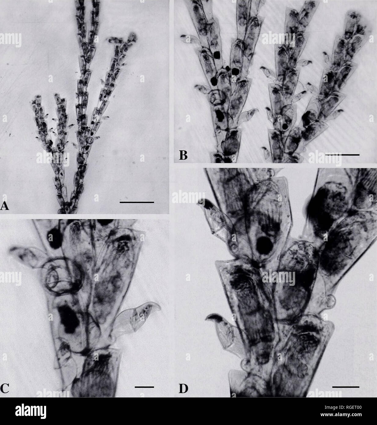. Bulletin of the Museum of Comparative Zoology at Harvard College ...