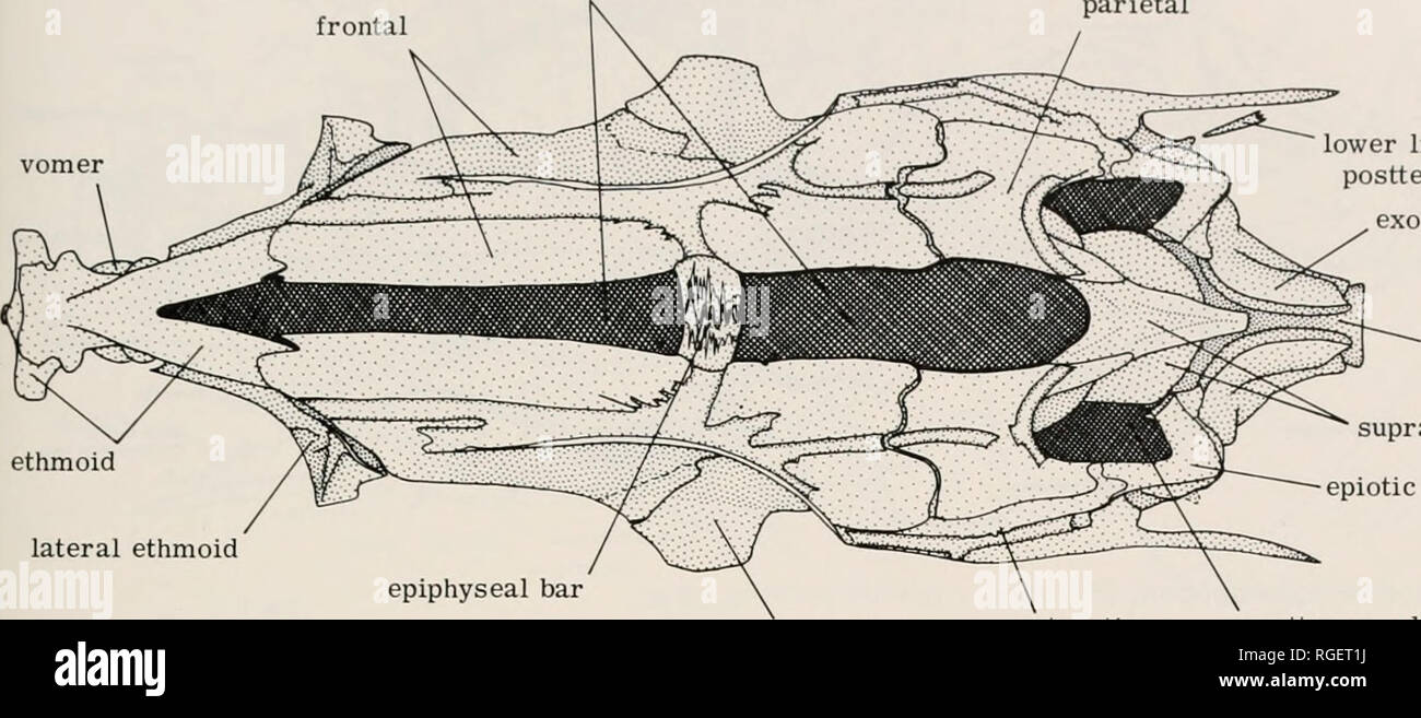 . Bulletin of the Museum of Comparative Zoology at Harvard College ...