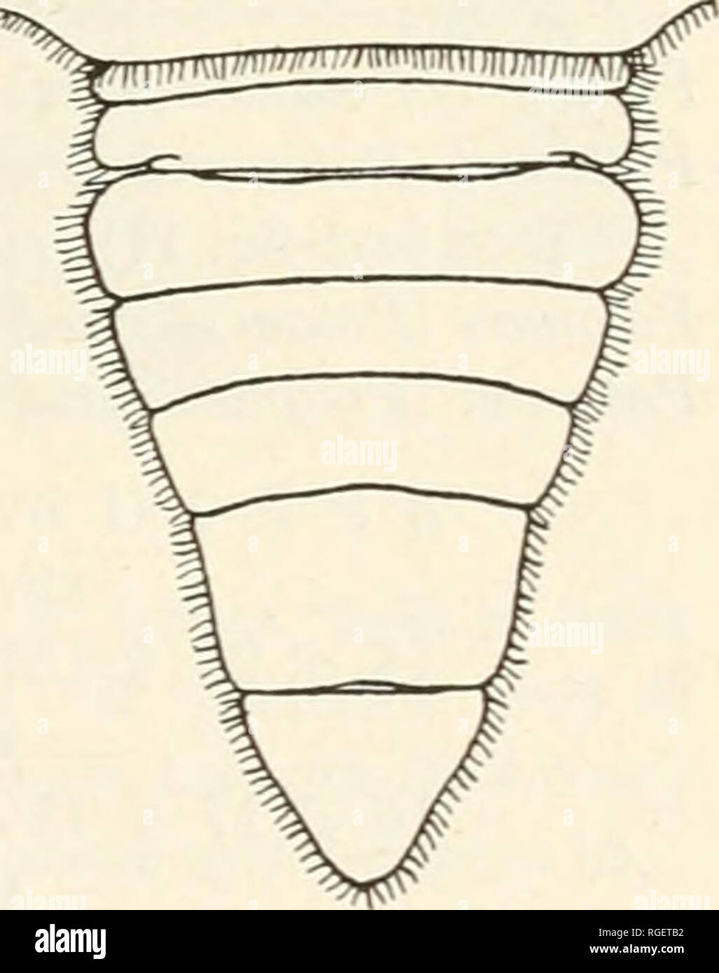 Potamonautes hi-res stock photography and images - Alamy