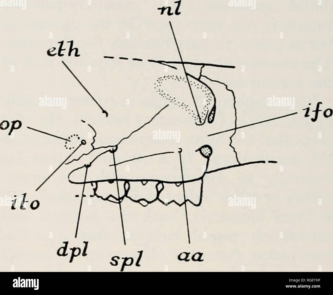 . Bulletin of the Museum of Comparative Zoology at Harvard College ...
