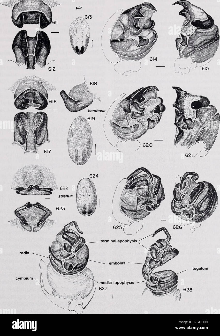 Cymbium species hi-res stock photography and images - Alamy