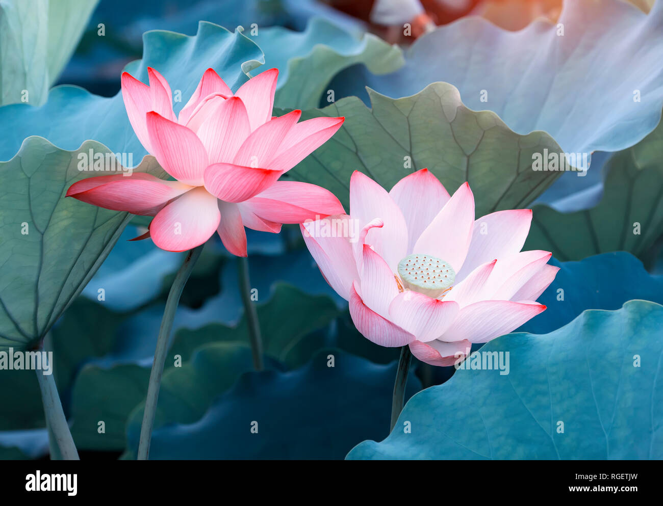 blooming lotus flower Stock Photo - Alamy