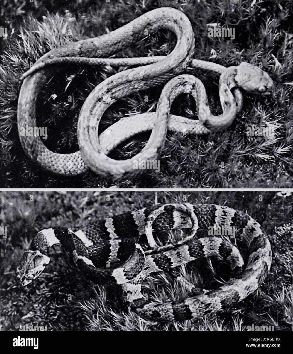 . Bulletin of the Museum of Comparative Zoology at Harvard College ...