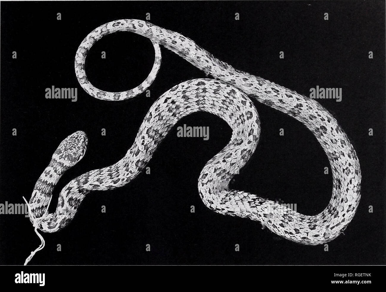 Dipsas elegans hi-res stock photography and images - Alamy