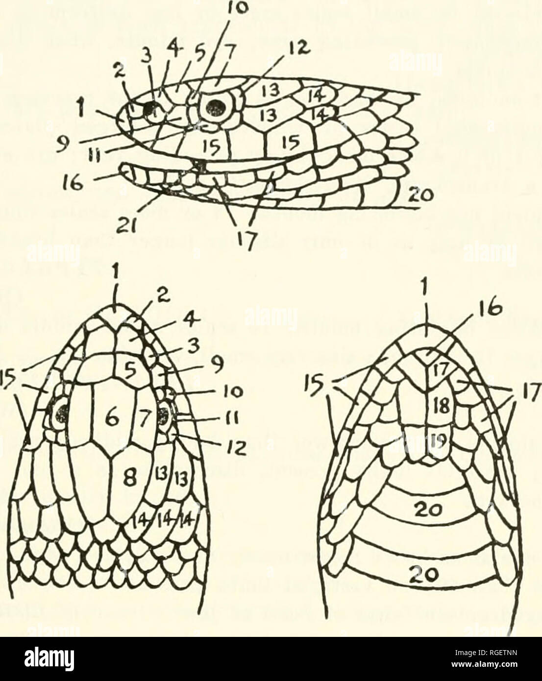 . Bulletin of the Museum of Comparative Zoology at Harvard College ...